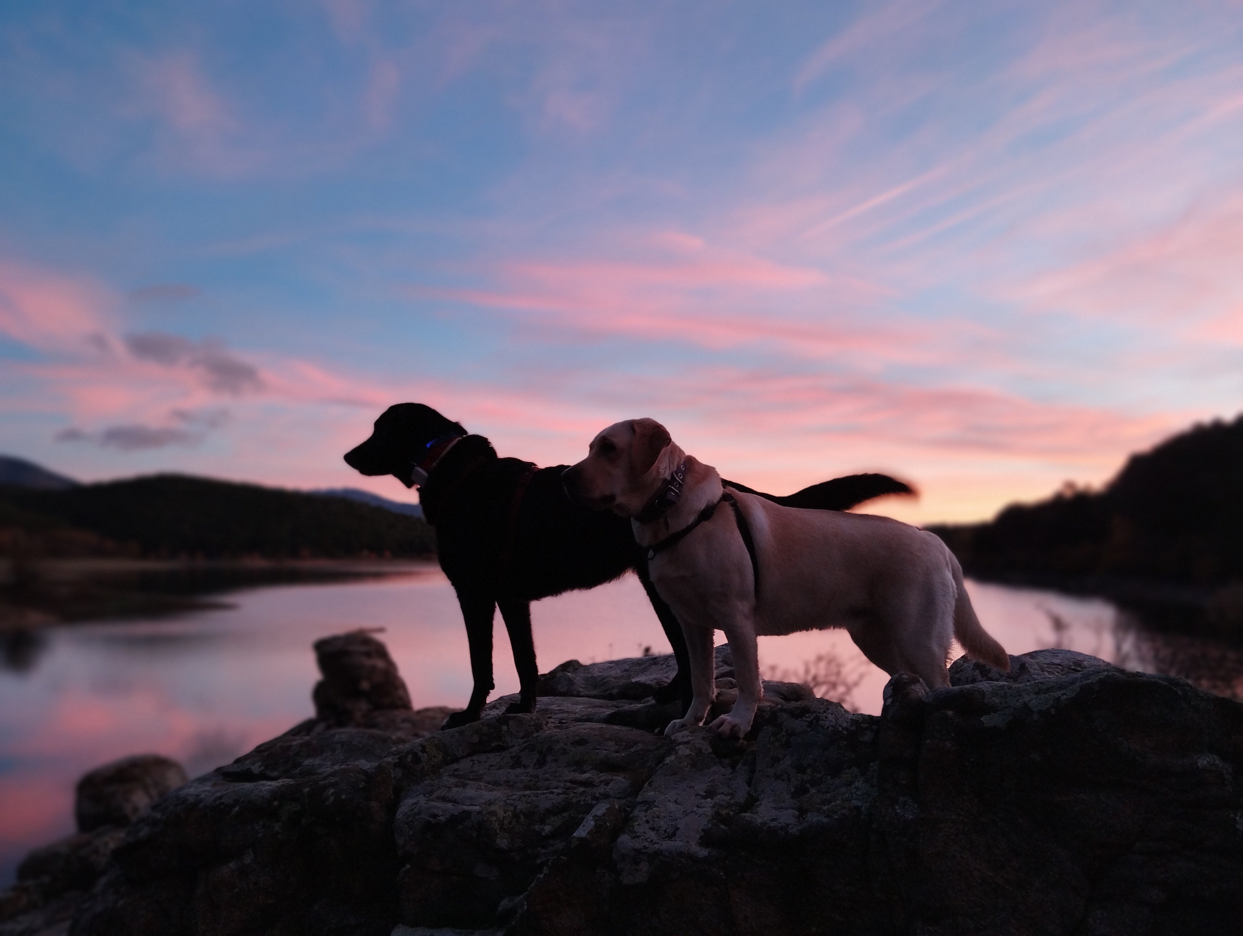 Cuidar a quien te cuida: el bienestar de los perros en familia – Food ...
